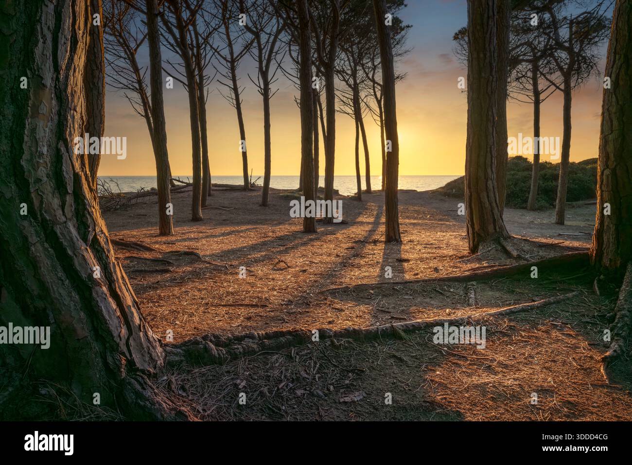Tombolo di cecina hi-res stock photography and images - Alamy