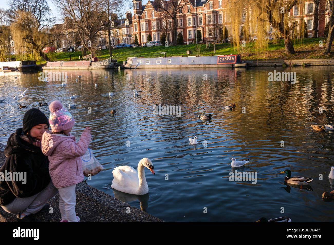 People looking at swans in the River Cam on December 30, 2025 in ...