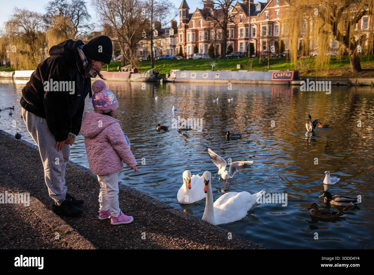 People looking at swans in the River Cam on December 30, 2025 in ...