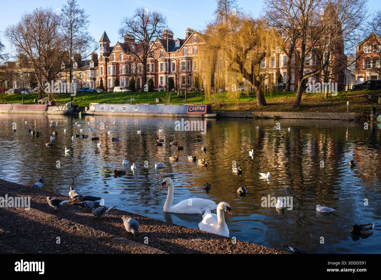 Swans, ducks and birds in the River Cam on December 30, 2025 in ...