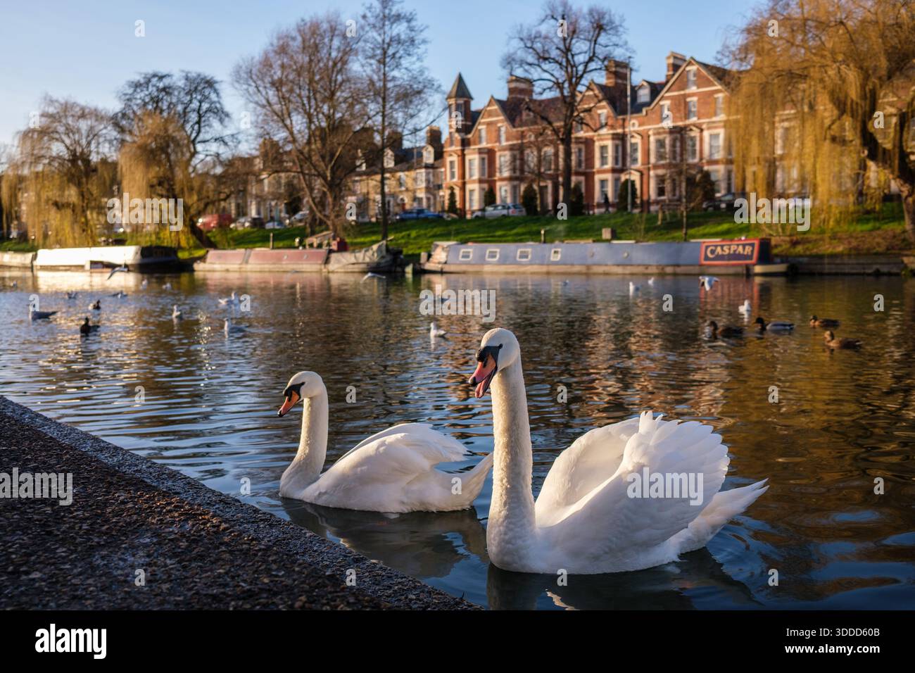 Swans in the River Cam on December 30, 2025 in Cambridge, United ...