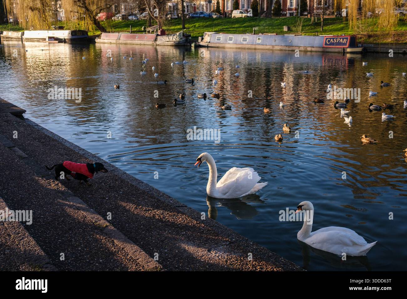 A dog on the banks and swans in the River Cam on December 30, 2025 in ...