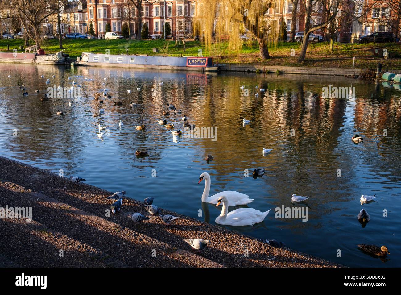 Swans, ducks and birds in the River Cam on December 30, 2025 in ...