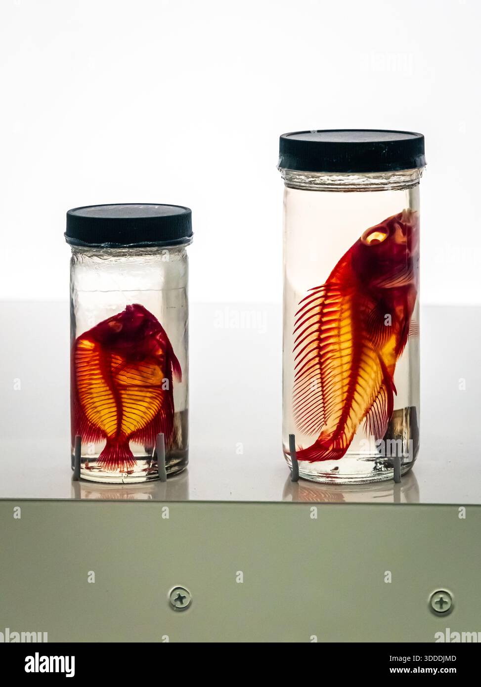 Glass jars show preserved fish and plant specimen in red fluid on white ...