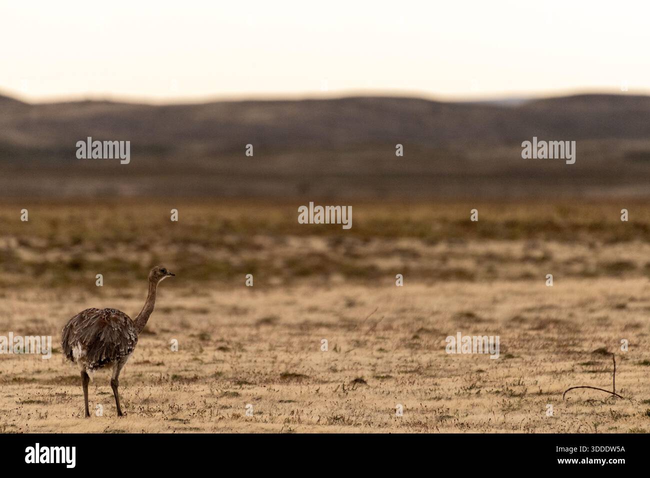 Telephoto of a Patagonian Nandu, also known as Darwins Nandoe -Rhea ...