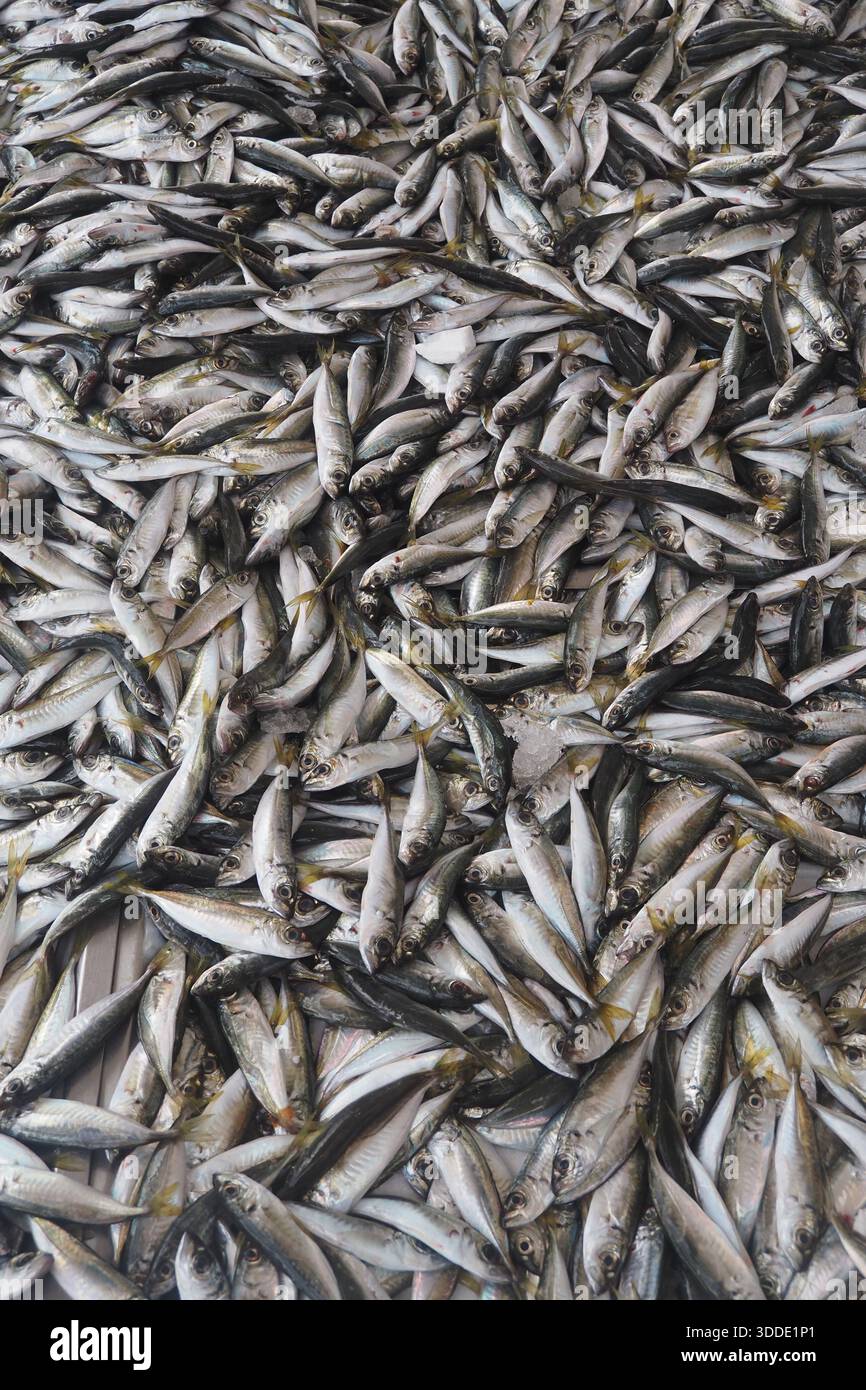 Fresh caught fish morning hi-res stock photography and images - Alamy