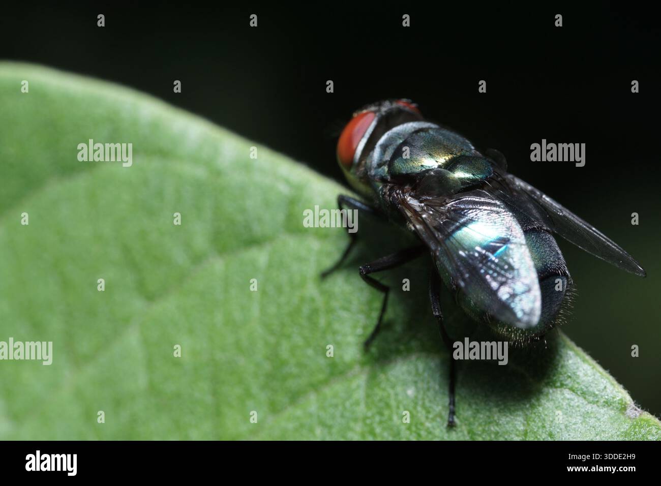 Top insect displays hi-res stock photography and images - Alamy