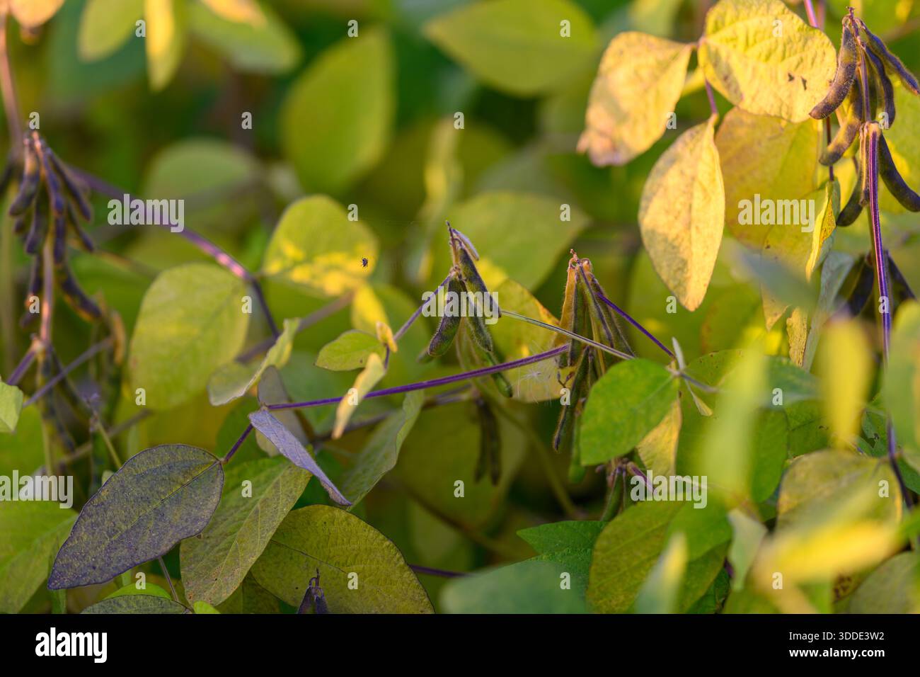 Agronomy scouting hi-res stock photography and images - Alamy