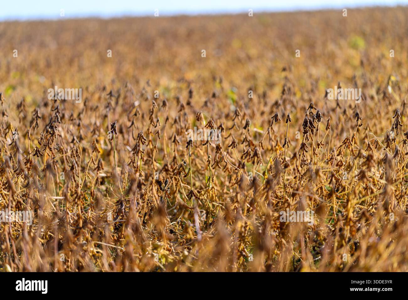 wide soybean field under crisp light, endless rows of brown pods ...