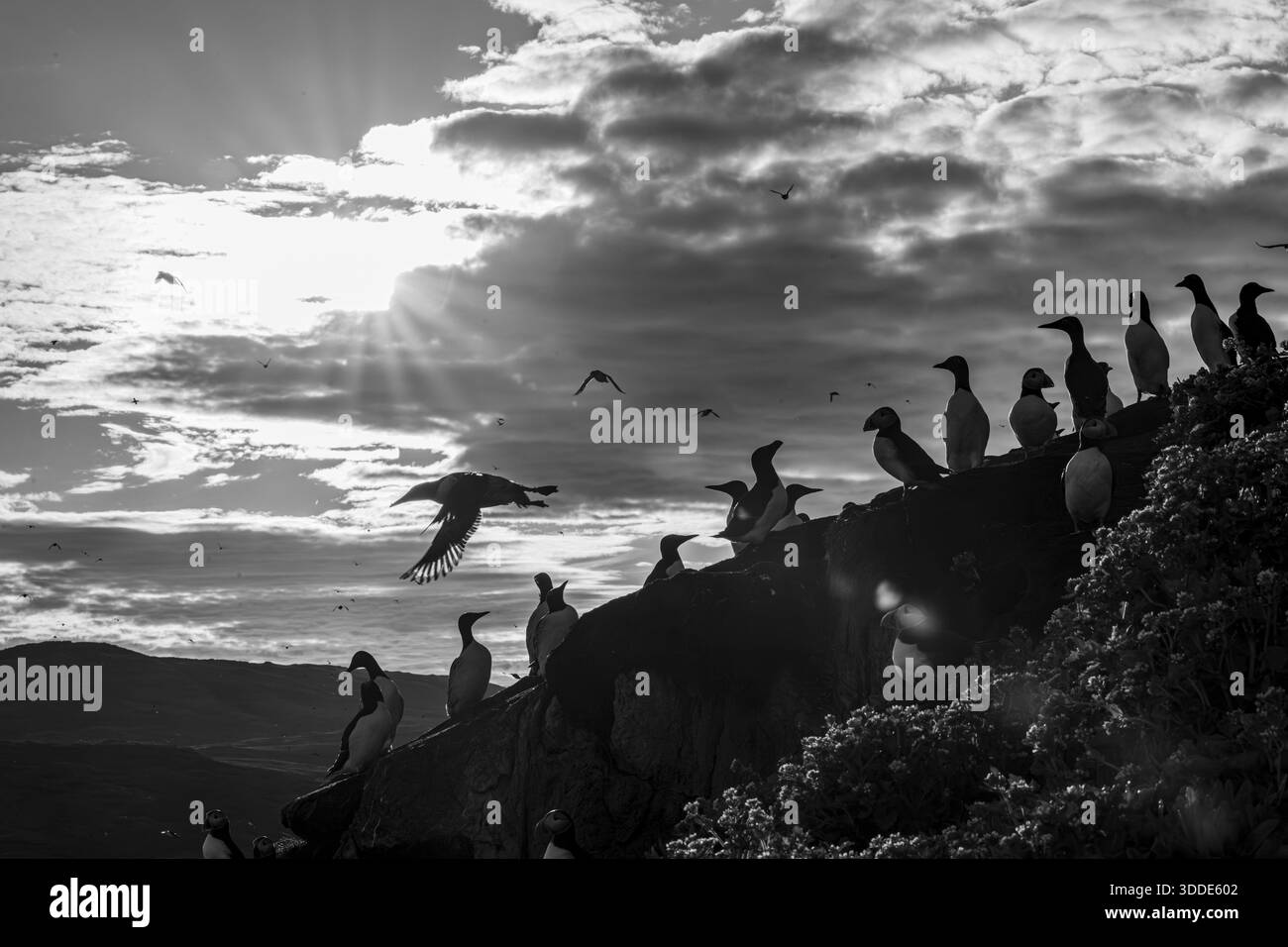 Animal dramatic light Black and White Stock Photos & Images - Alamy