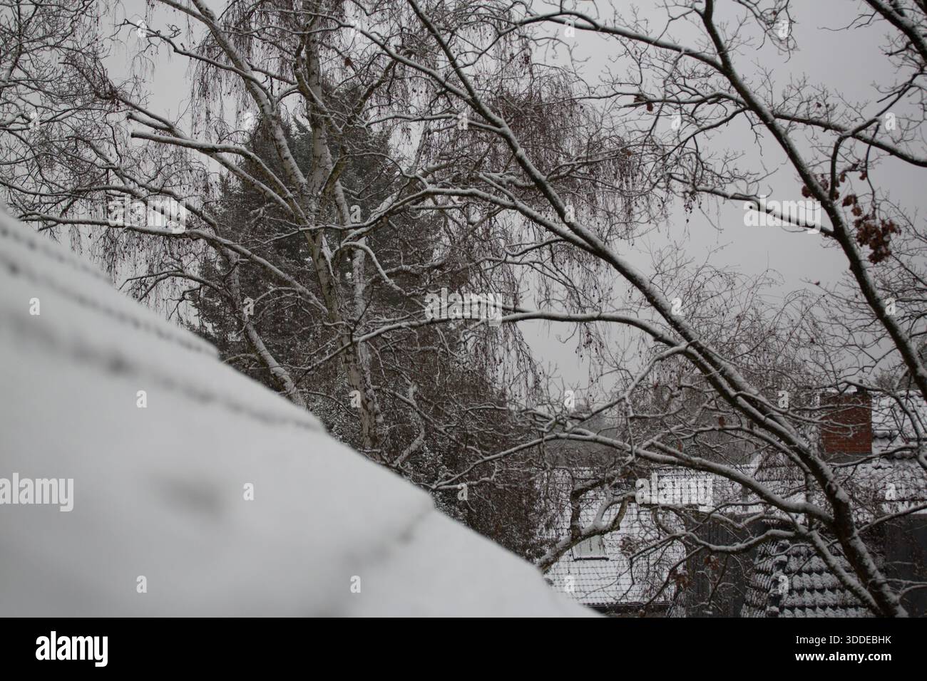 31 December 2025, Berlin: Snow lies on trees and the roofs of detached ...