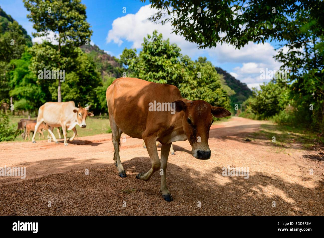Laotian wildlife hi-res stock photography and images - Alamy