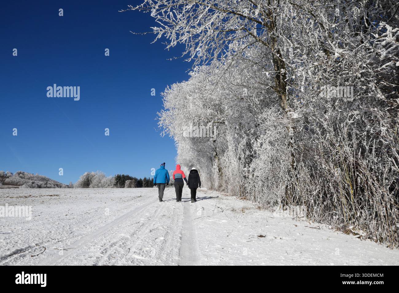 31 December 2025, Baden-Württemberg, Uttenweiler: Walkers pass trees ...