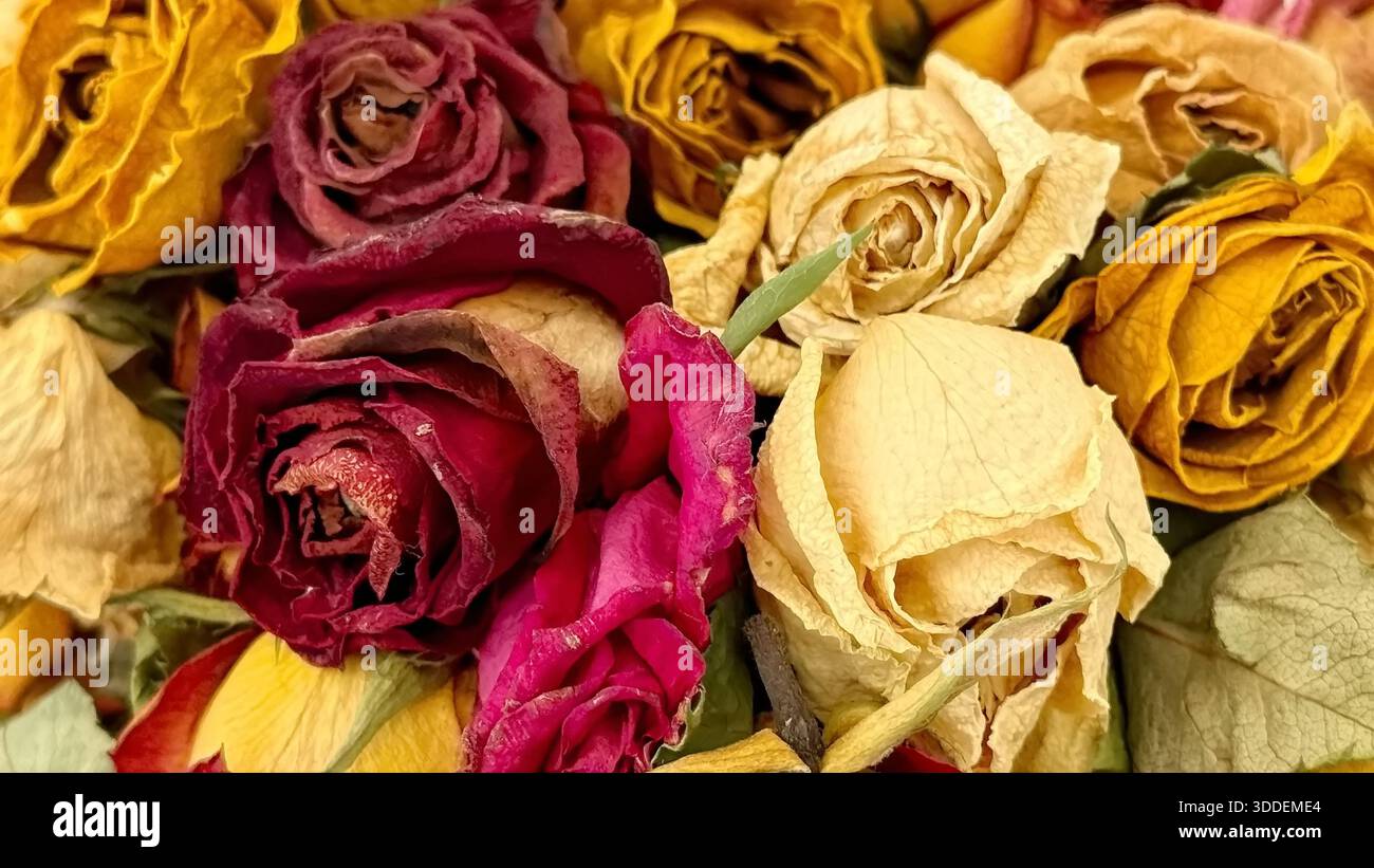 Delicate flowers in muted shades hi-res stock photography and images ...