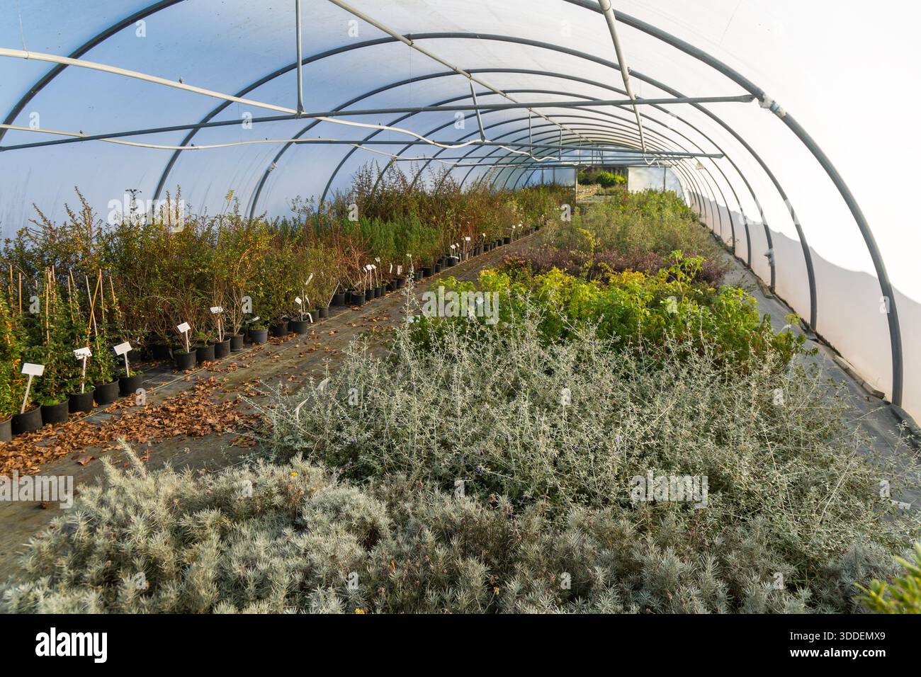 Plants growing inside polytunnel, Swann's nursery garden centre ...