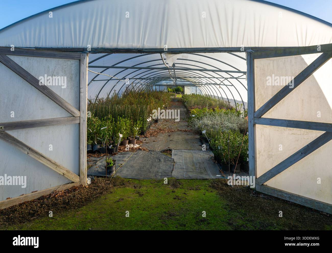 Plants growing inside polytunnel, Swann's nursery garden centre ...