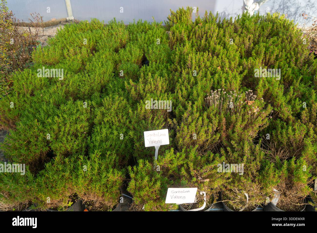 Santolina Virens plants on display, Swann's nursery garden centre ...