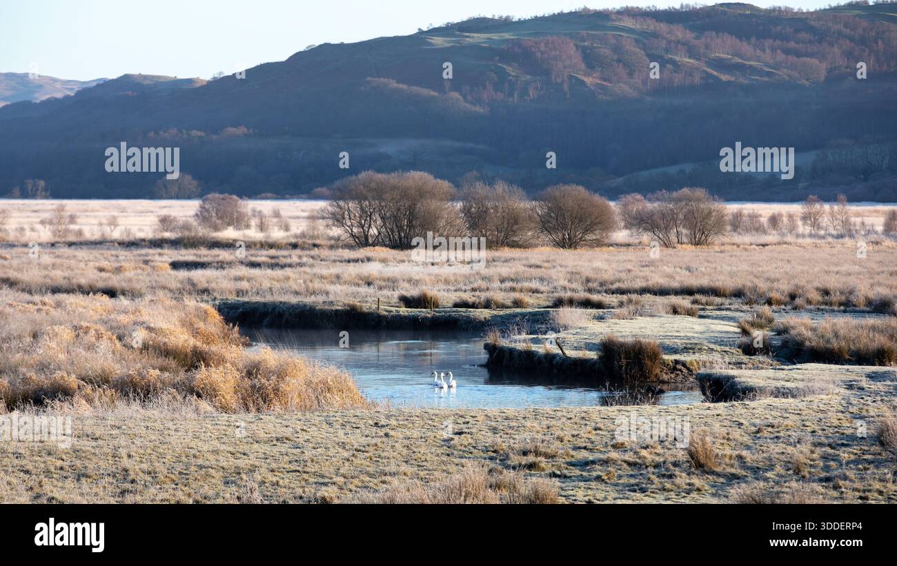 Tregaron, Ceredigion, Wales, UK. 31st December 2025 UK Weather: A ...