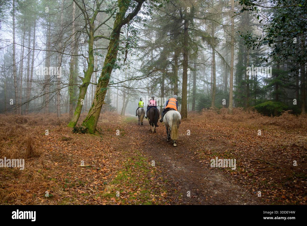 Godshill, New Forest, Hampshire, England, UK, 31st December 2025 ...