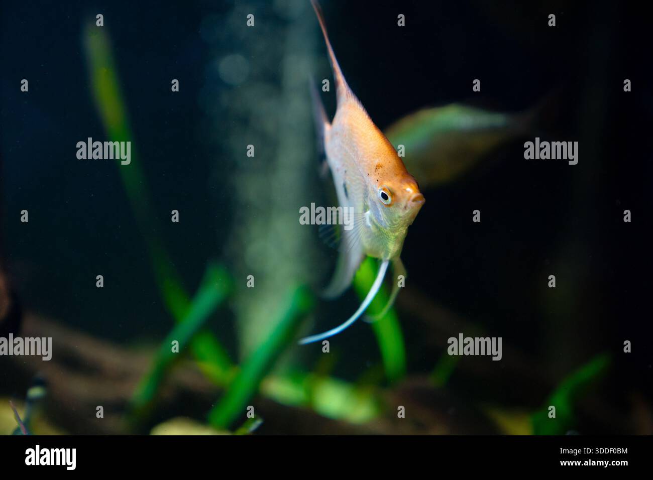 Freshwater angelfish swimming gracefully in a lushly planted aquarium ...