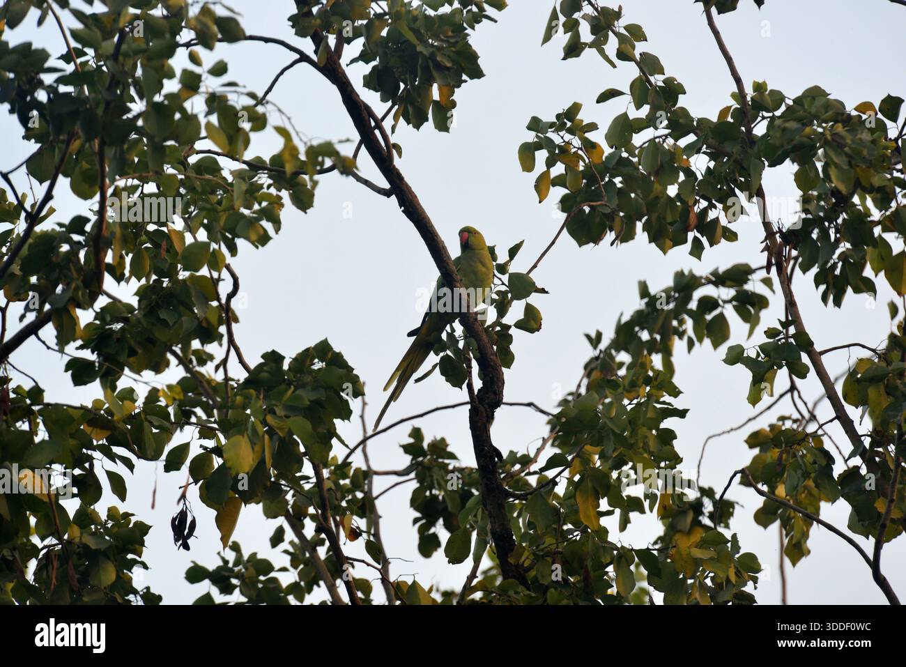 December 31, 2025, Siliguri, West Bengal, India: A Parrot bird sits on ...