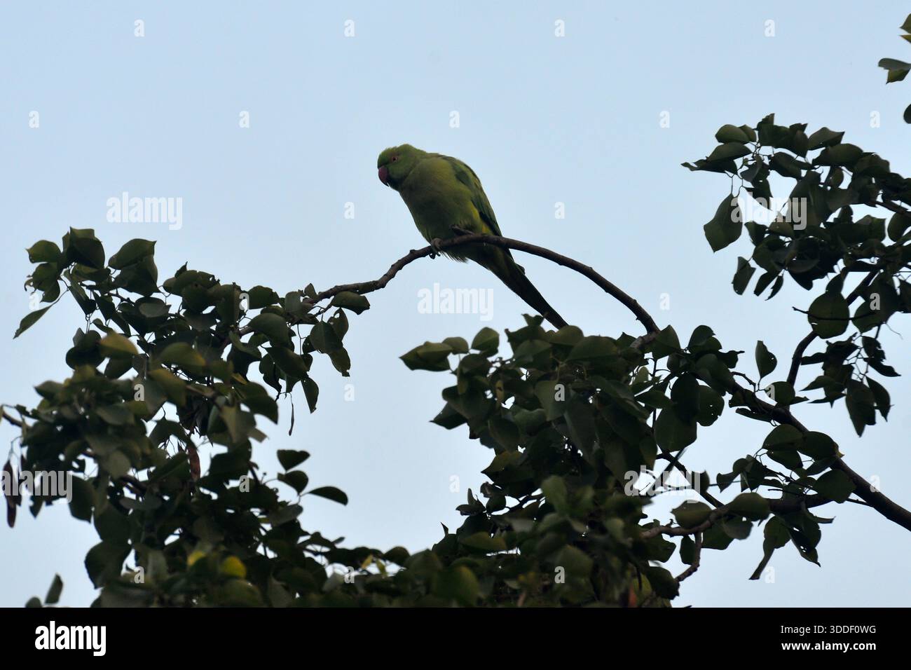 December 31, 2025, Siliguri, West Bengal, India: A Parrot bird sits on ...