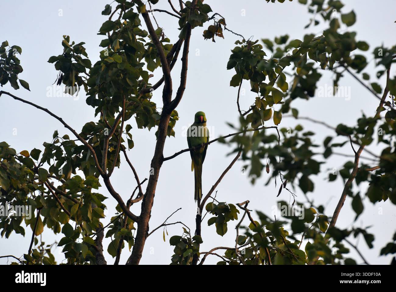 December 31, 2025, Siliguri, West Bengal, India: A Parrot bird sits on ...