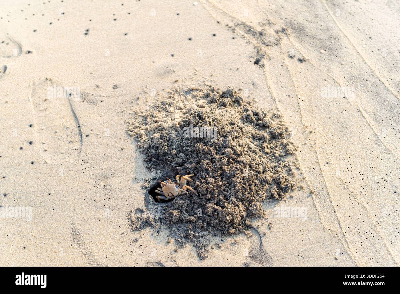Small sand crab emerges hi-res stock photography and images - Alamy