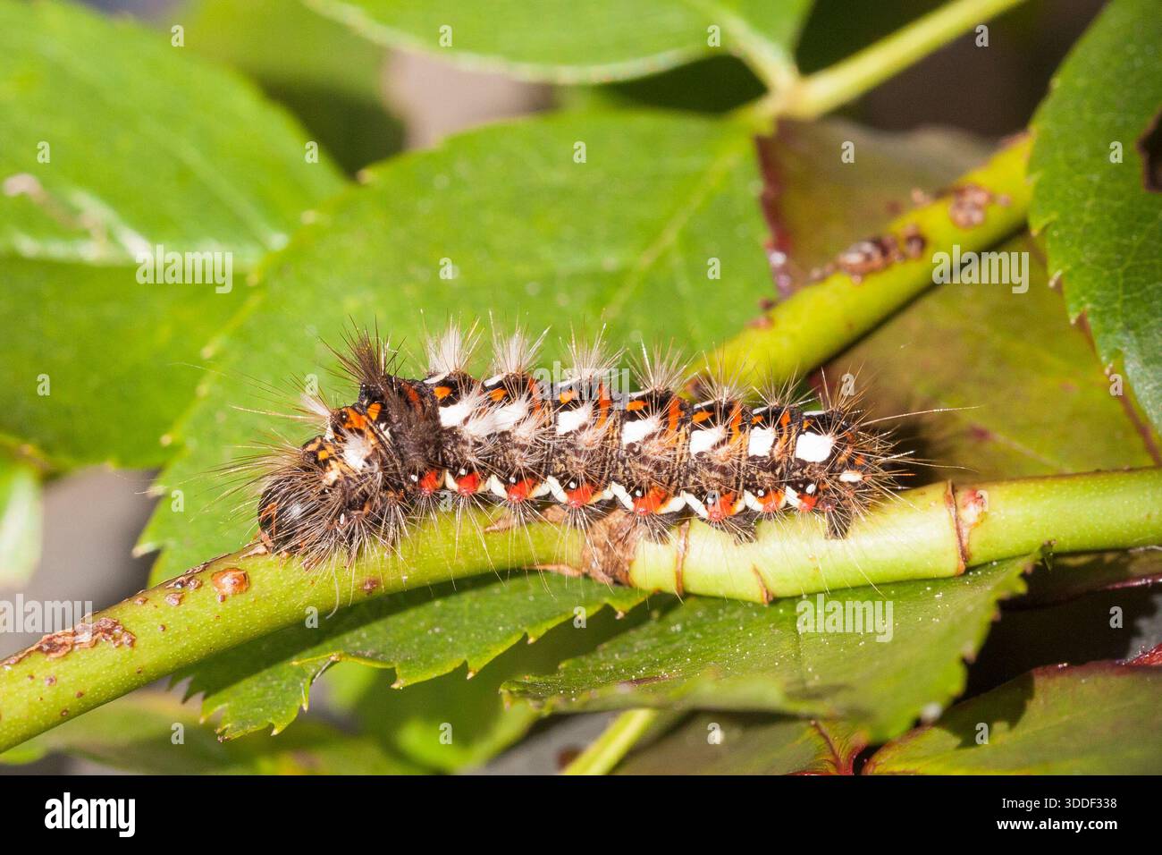 Knottgass Moth caterpillar, larva, Acronicta rumicis, Noctuidae, with ...