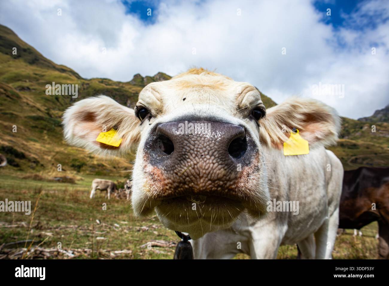 Comic milk farm cow hi-res stock photography and images - Alamy