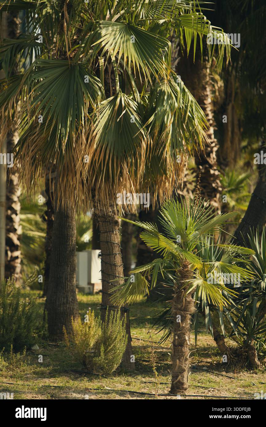 Lush tropical greenery with dense palm trees captured in the coastal ...