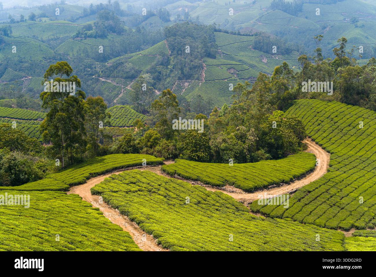 Snakes of munnar hi-res stock photography and images - Alamy