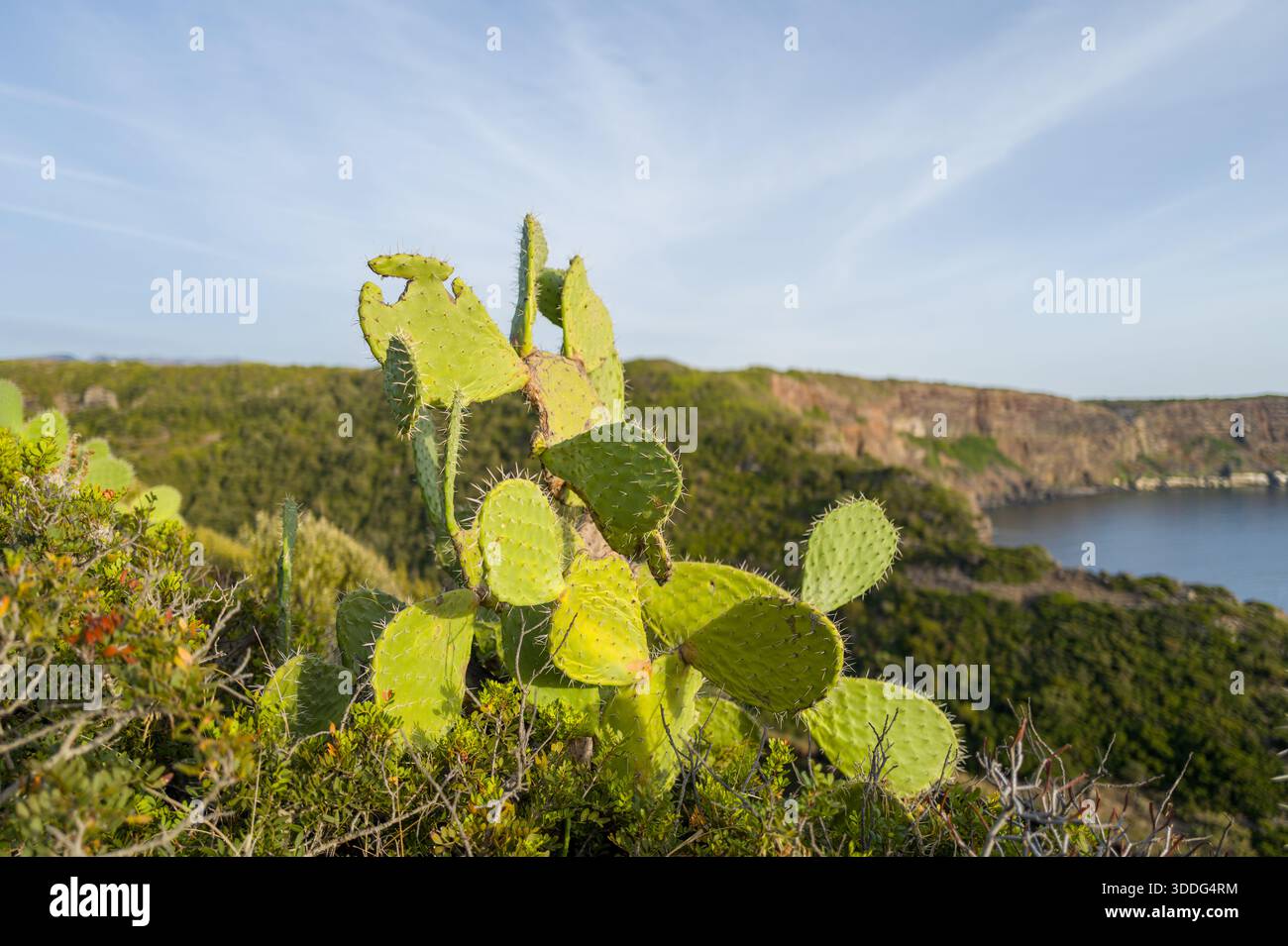 Cactus wild shrubs mediterranean sea hi-res stock photography and ...