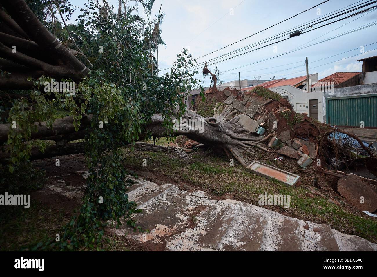 A large tree is seen uprooted after a severe storm hit the city of ...