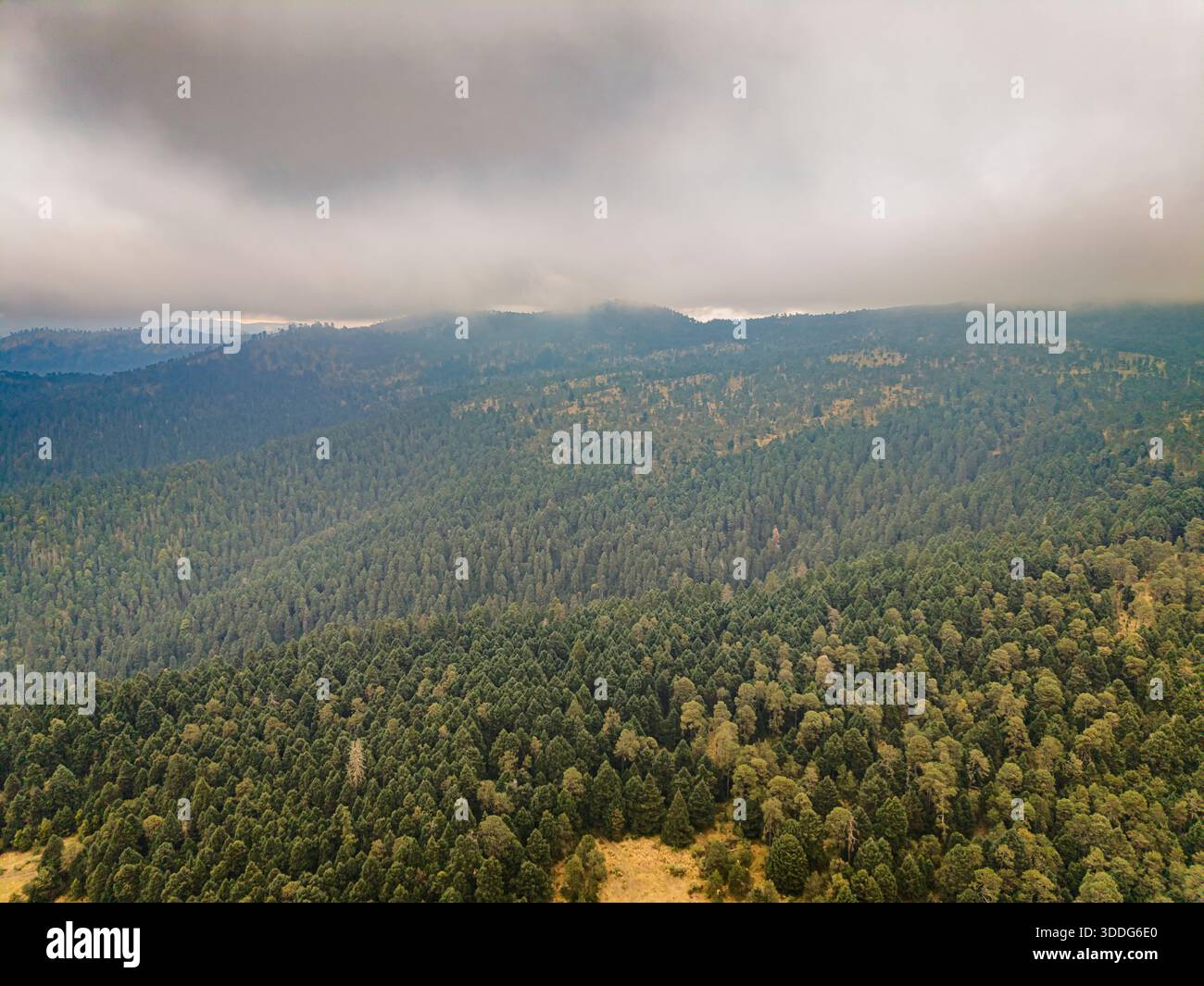 Wooded landscape in Izta-Popo National Park, Mexico Stock Photo - Alamy