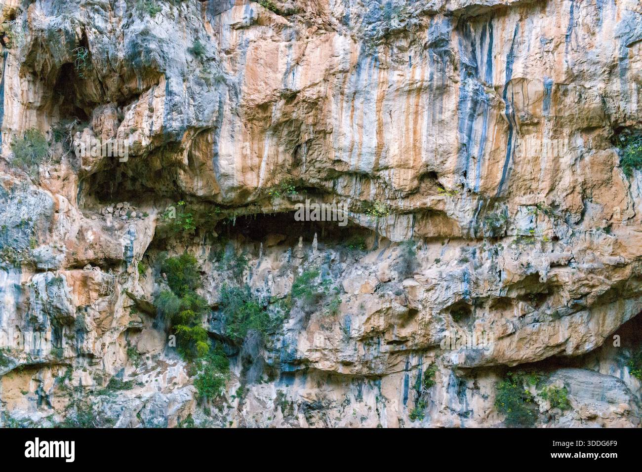 Featuring detailed striations hi-res stock photography and images - Alamy