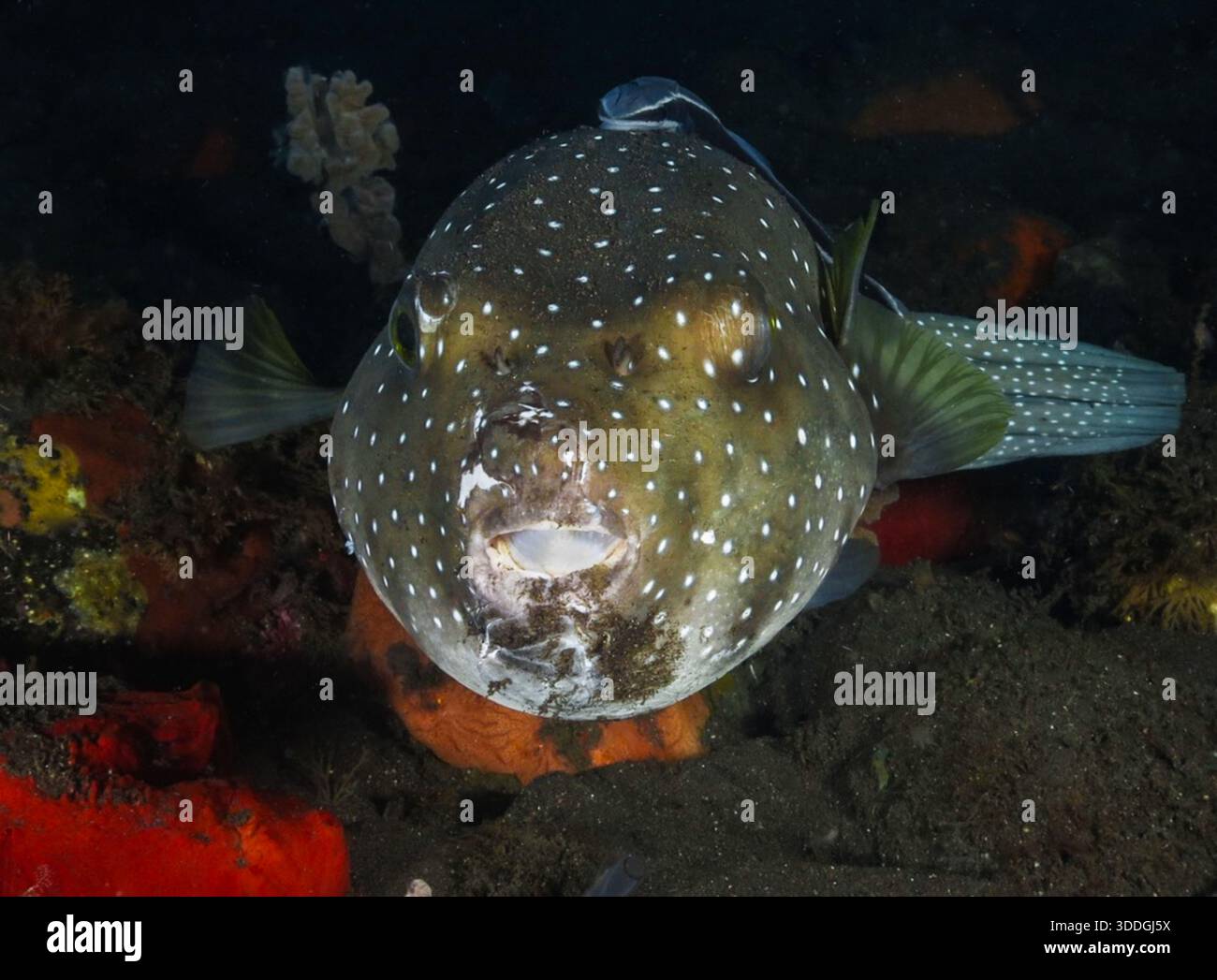 Spotted green fish hi-res stock photography and images - Alamy