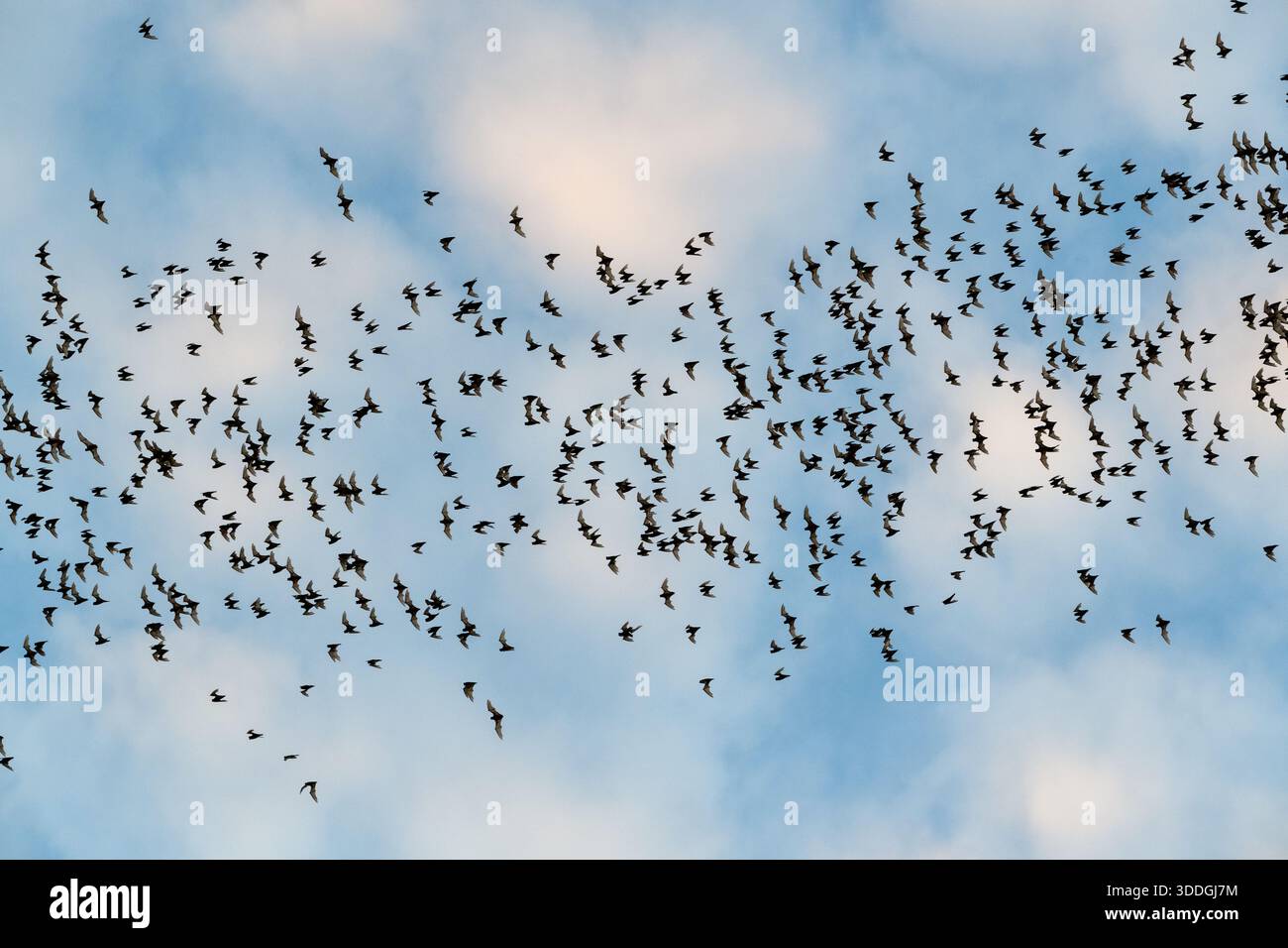Mass emergence hi-res stock photography and images - Alamy
