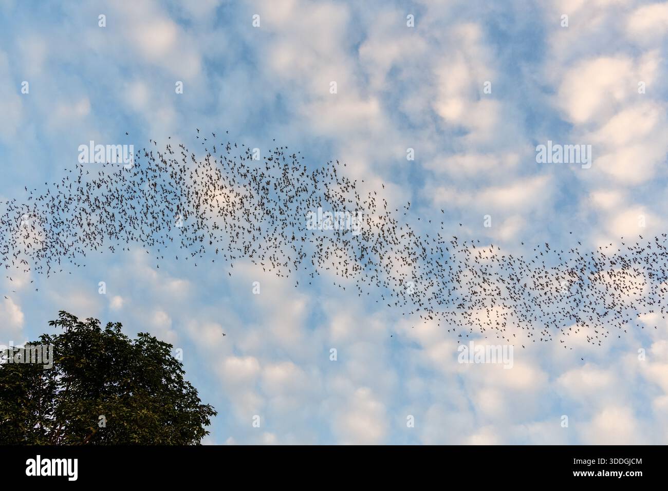 Lower bat hi-res stock photography and images - Alamy