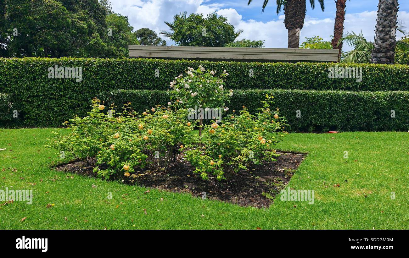Rose petals on turf hi-res stock photography and images - Alamy