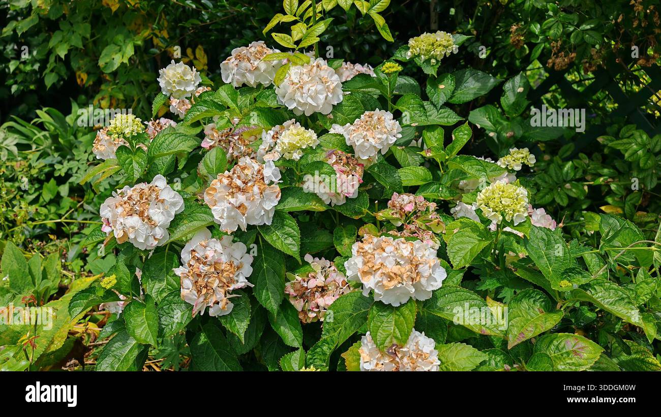Fading floral cluster hi-res stock photography and images - Alamy