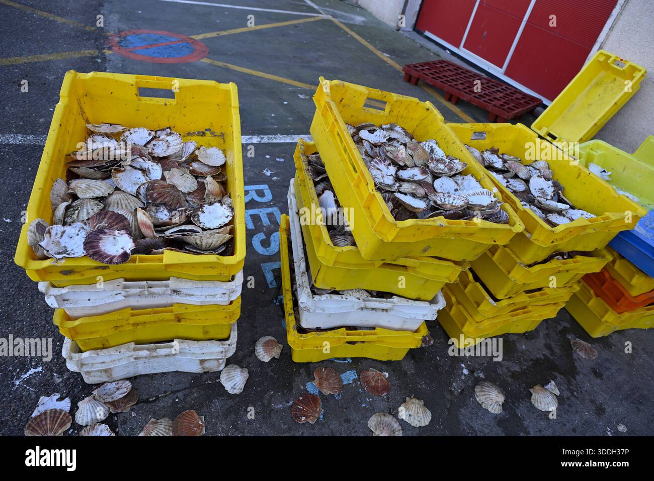 Great scallop shells in yellow boxes. The rests of great scallop shells ...