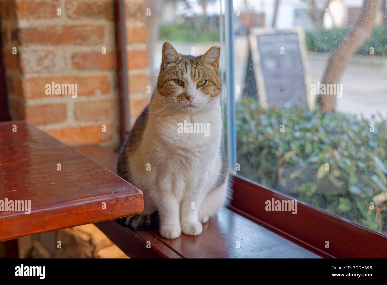 Cat sitting window inside hi-res stock photography and images - Alamy