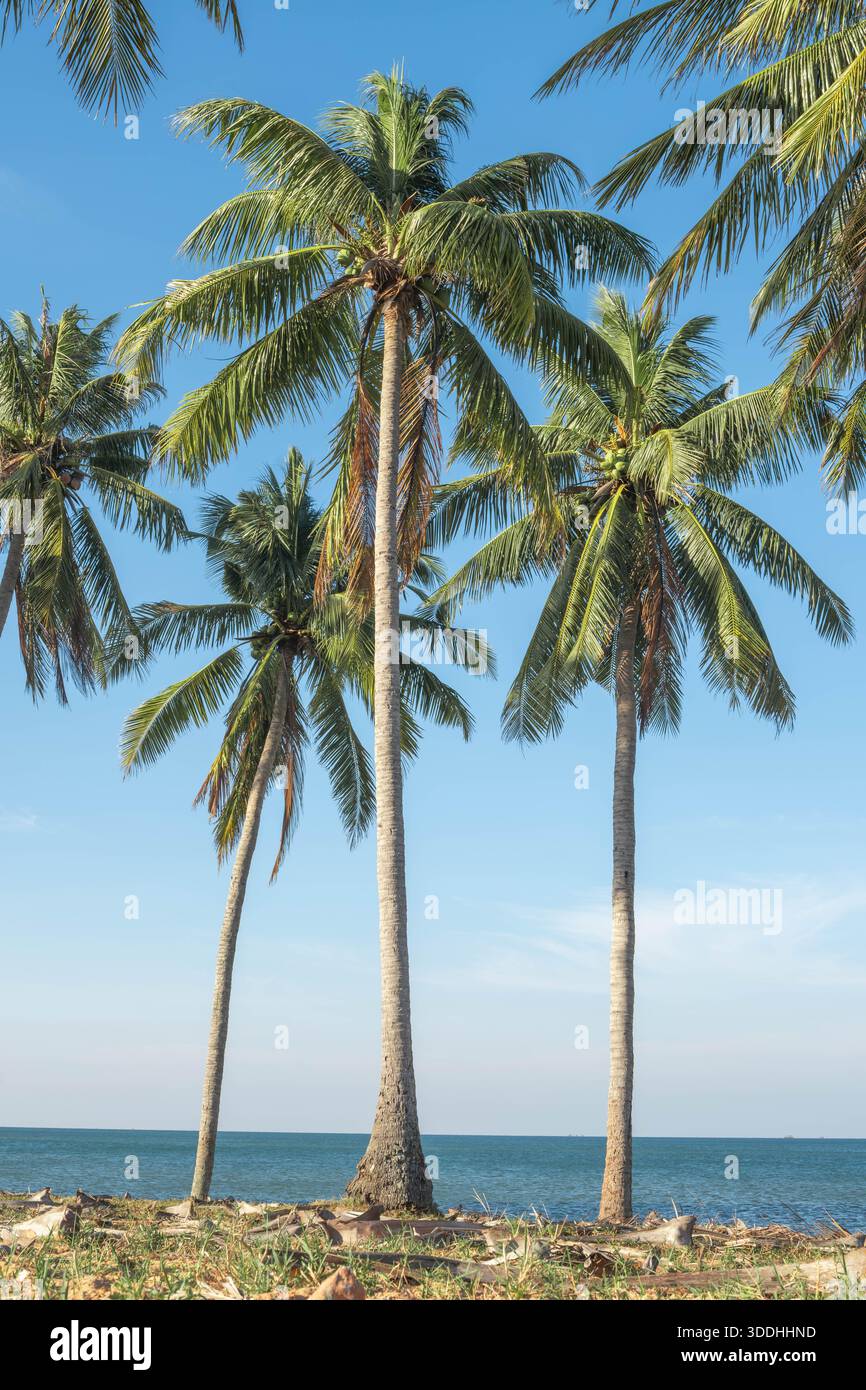 Coconut trees over sea hi-res stock photography and images - Alamy