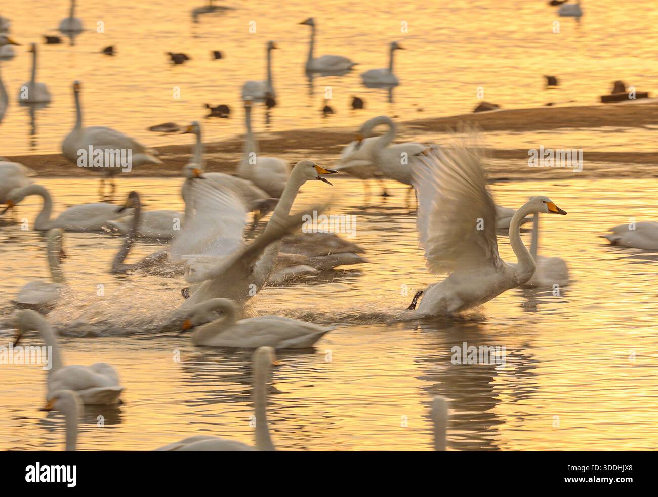 (260101) -- BEIJING, Jan. 1, 2026 (Xinhua) -- Whooper swans are ...