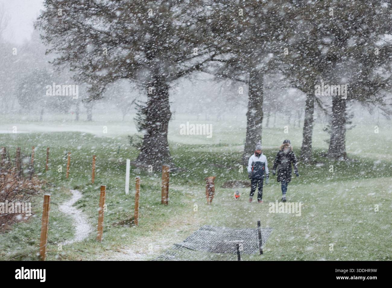 Walkers out in the snow in Cults Aberdeen Scotland on new Years Day ...
