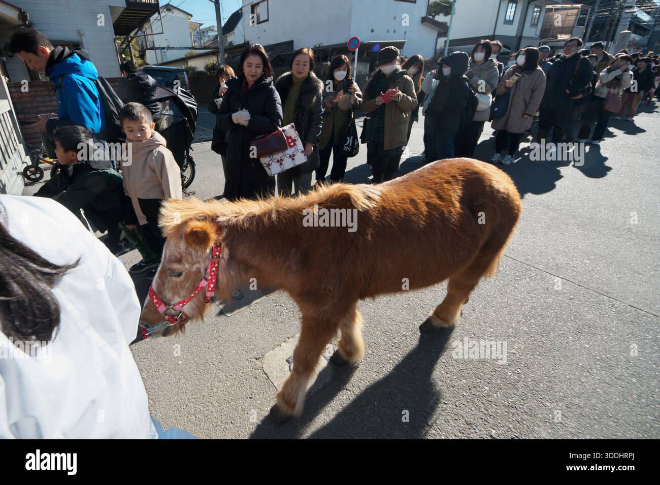 Pony walks at the Gotozan Kumano Shrine in Tokyo, Japan on Thursday ...