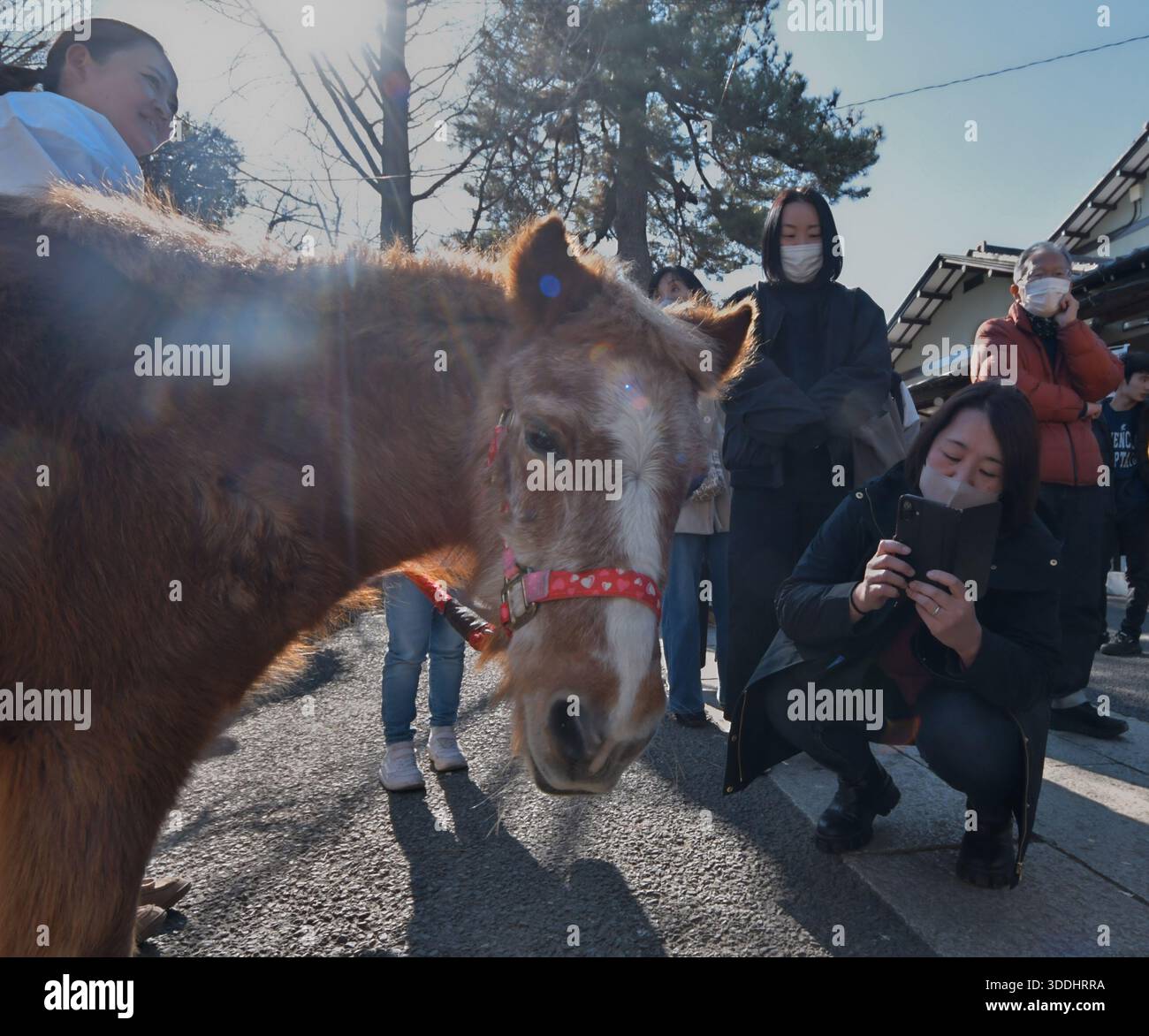 Visitors take photos a pony at the Gotozan Kumano Shrine in Tokyo ...