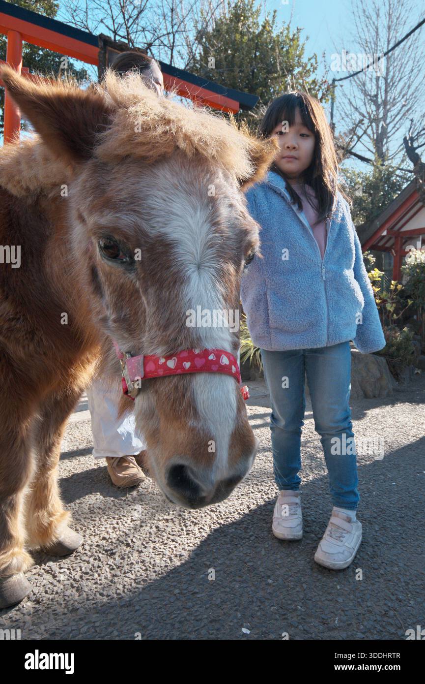 Visitors petting a pony at the Gotozan Kumano Shrine in Tokyo, Japan on ...