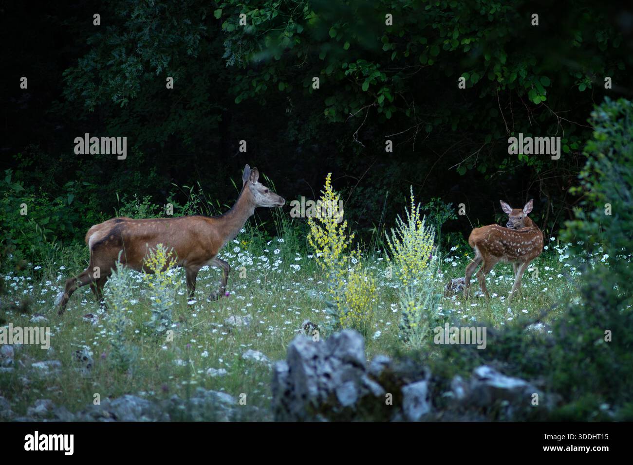 Family forest deer in protected hi-res stock photography and images - Alamy